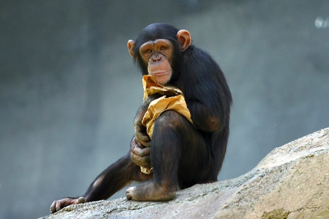Are Chimps Evolving Their Own ‘Religion’?