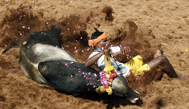 A great tragedy has befallen innocent Jallikattu bulls in India. A great tragedy has befallen innocent Jallikattu bulls in India.