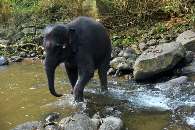 A Day With A Temple Elephant