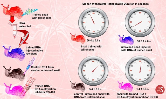 From Magic Potions To The RNA Molecule: The Memory Transfer That Is ...