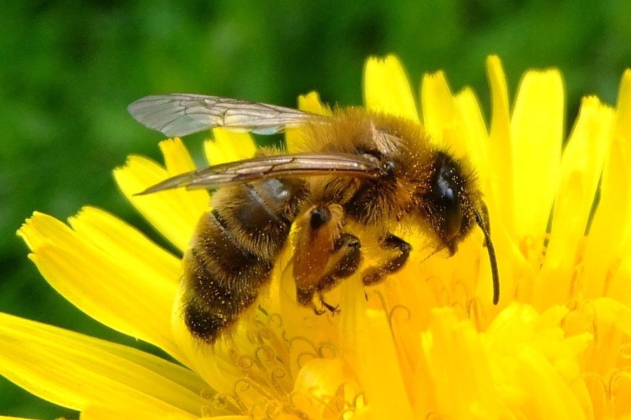 Honey Bees Understand The Concept Of Zero
