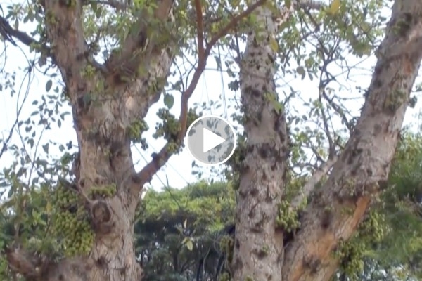 Udumbar: Goolar Fig Tree