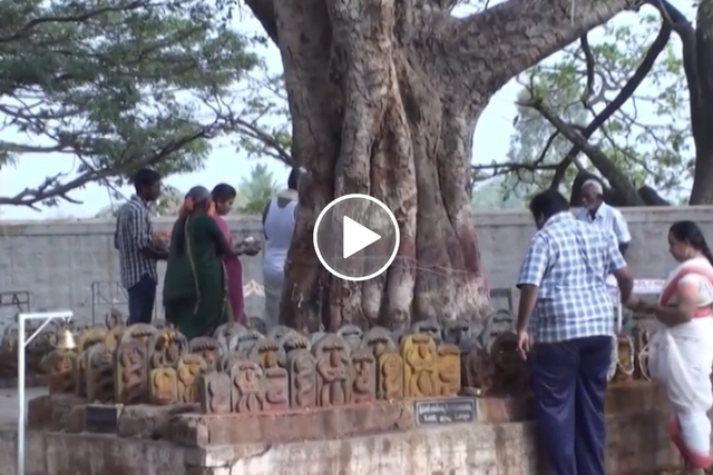 Peepul Tree: The Sacred Of Them All