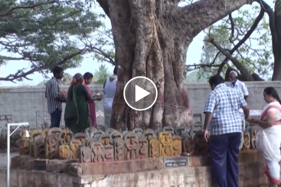 Peepul Tree: The Sacred Of Them All