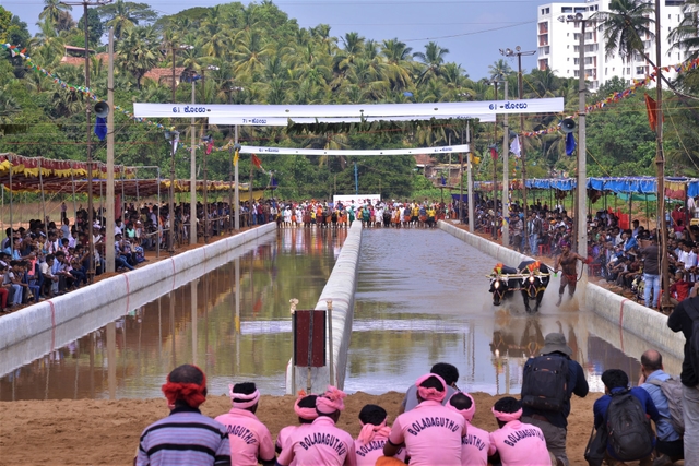 Kambala: How Enthusiasts And Farmers Are Keeping Alive An Old Tradition