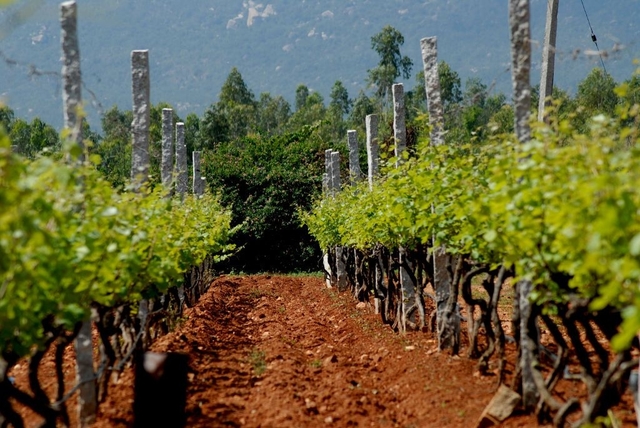 Winter Grape-Whines: Cold Wave In North Karnataka Turns Grapes Sour ...