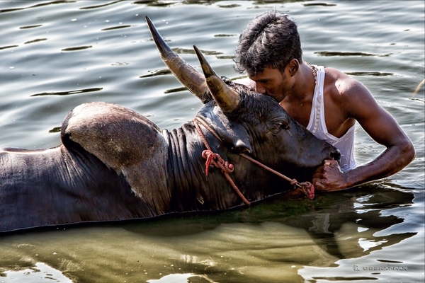 Jallikattu: The Bull Beyond The Bullying Of ‘Activism’