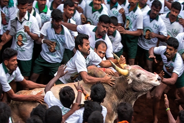 Jallikattu: The Bull Beyond The Bullying Of ‘Activism’