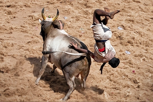 Jallikattu: The Bull Beyond The Bullying Of ‘Activism’