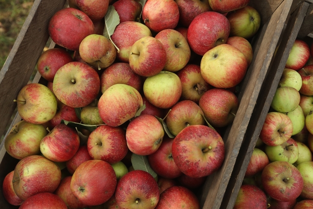 For The First Time Ever, German Apples To Be Sold In India; To Arrive ...