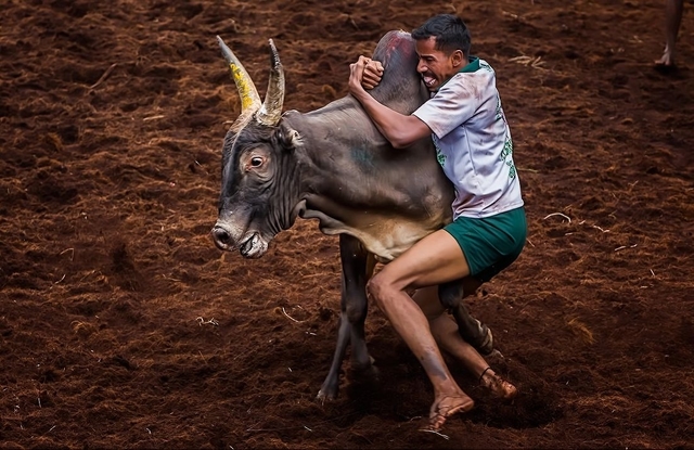 Jallikattu: The Bull Beyond The Bullying Of ‘Activism’