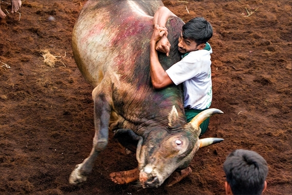 Jallikattu: The Bull Beyond The Bullying Of ‘Activism’