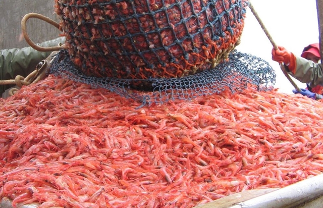 Karnataka Plans To Set Up Dedicated University For Fisheries At ...