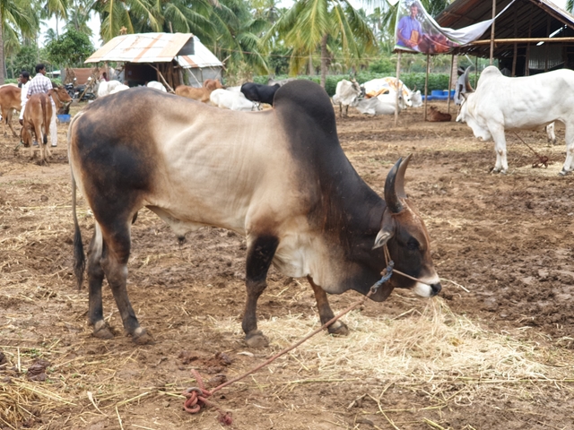 Anthiyur Cattle Fair: Where The Best Native Cattle Breeds Turn Up