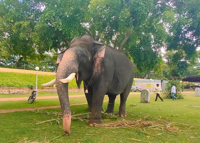 A Penance Of 16 Years: How Arjuna The Mysuru Ambari Elephant Came Back ...