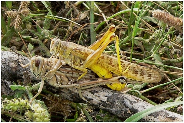 As Army Of Grasshoppers Enter From Pak To Feast On Standing Crops ...