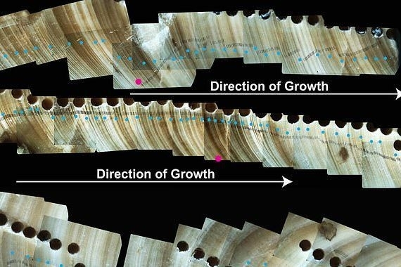 A Little Shell From 70 Million Years Ago Shows One Year Had 372 Days At ...