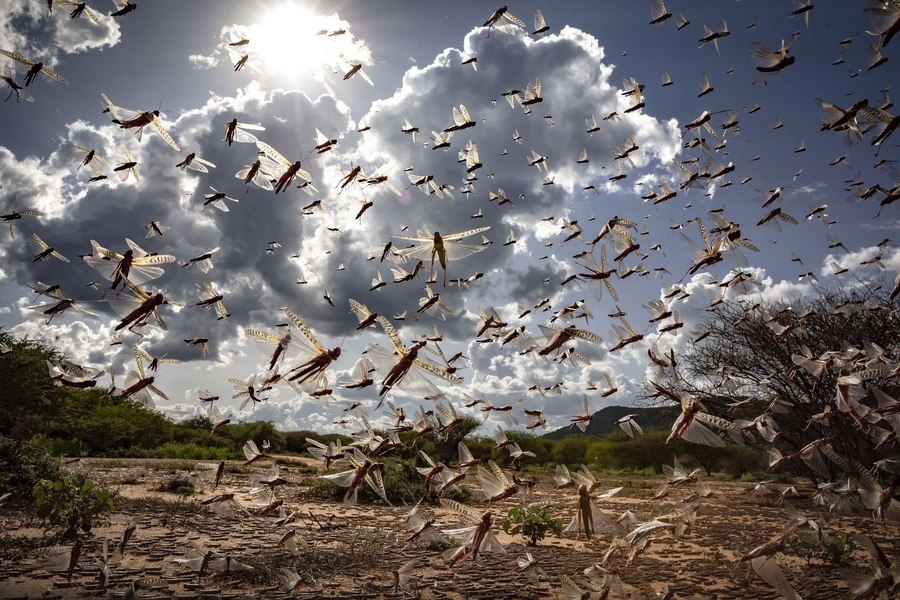 Locust Situation Worsens For Pakistan After New Swarms Attack From ...