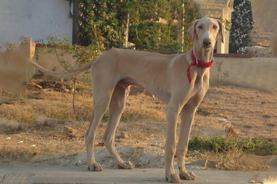 Karnataka’s Indigenous Canine Breed Mudhol Inducted Into Indian Air ...