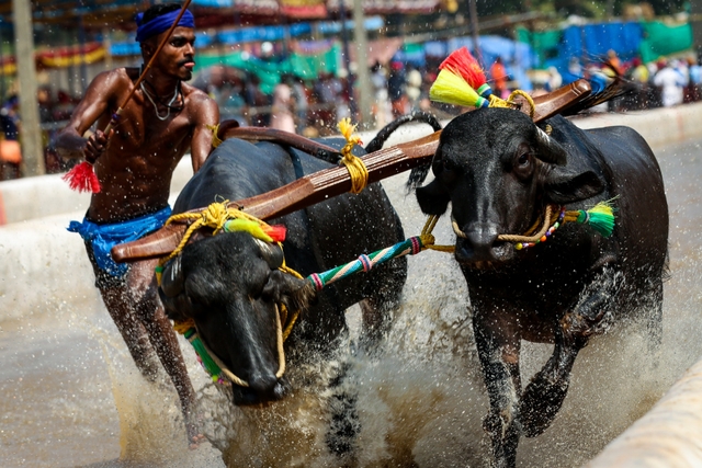 Mangaluru Kambala: Reinstating Traditions One Race At A Time