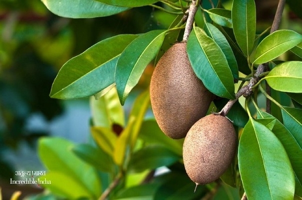 Maharashtra: GI Certified Gholvad Sapota From Palghar District Exported ...