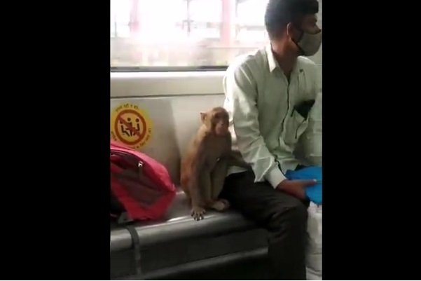 Watch: Video Showing Monkey Travelling In Delhi Metro Goes Viral ...