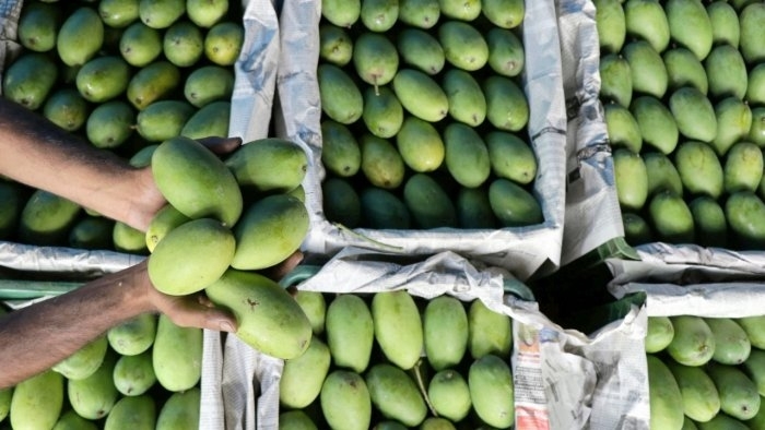 Consignment Of GI Certified Fazil Mangoes From West Bengal Exported To ...