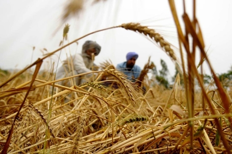 Wheat Exports: UAE Bans Exports And Re-exports Of Indian Wheat For Four ...