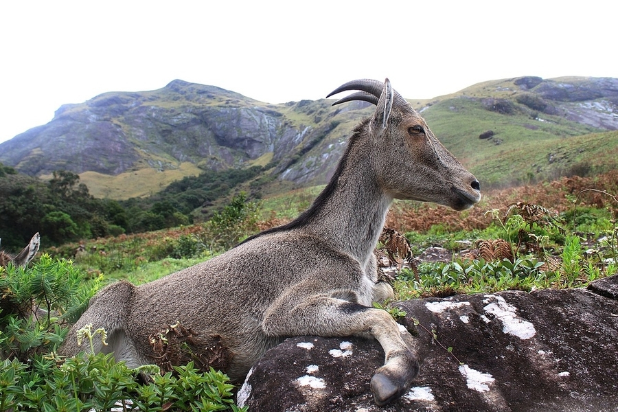 Nilgiri Tahr Conservation: Tamil Nadu Announces Project
