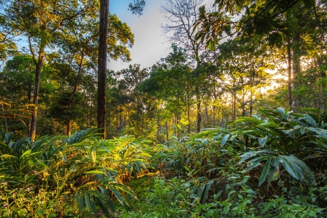 The Forest (Conservation) Amendment Bill, 2023 Explained: The Proposals ...