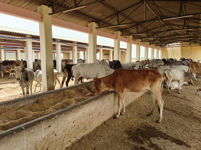 Ground Report: This Gaushala In Unnao Is Using Cow Dung To Make Eco ...
