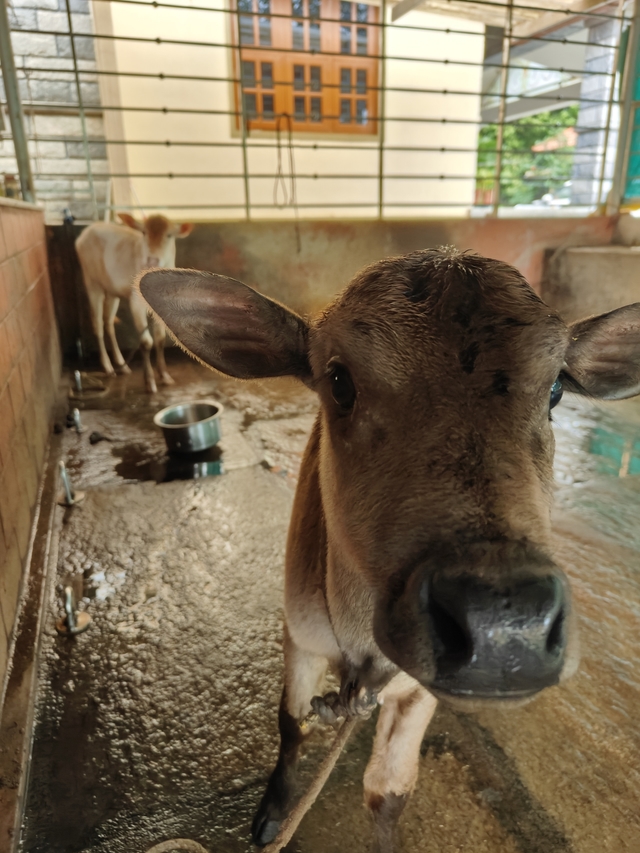 Karnataka Reacts To The Possibility Of Anti-Cow Slaughter Laws Being ...