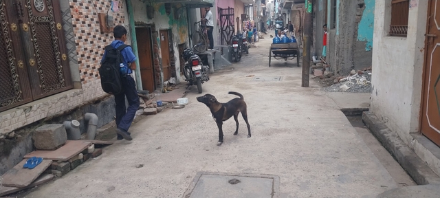In Ghaziabad Colony Where 14-Year-Old Died Of Dog Bite And Resulting ...