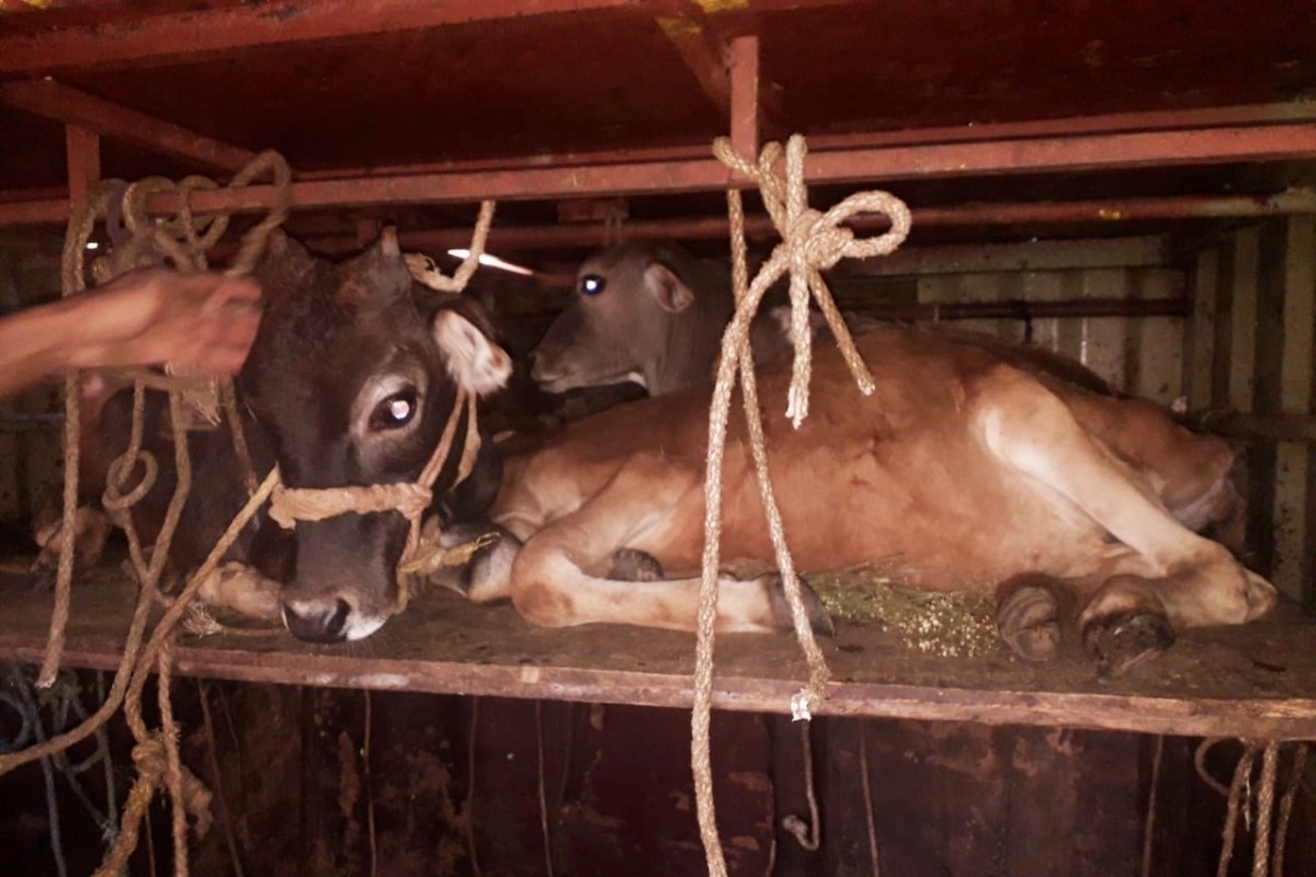 UP Police Action Against Cattle Smugglers: 2 Cow Slaughter Case Accused ...