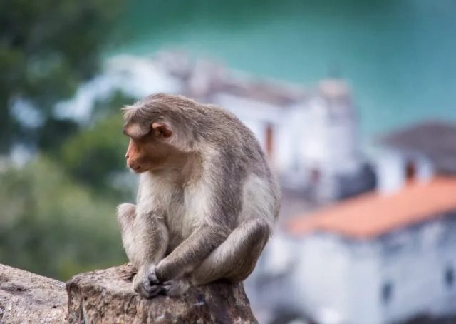 'Such Miracles Keep Happening In Ayodhya': When A Monkey Prevented A ...