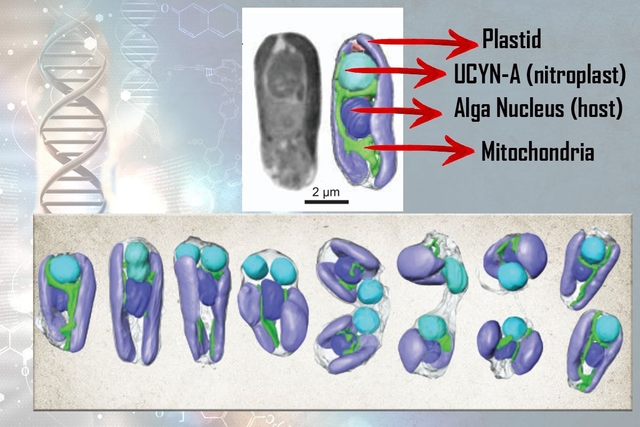 'Nitroplast': Why The Discovery Of This Organelle Is A Landmark Event ...