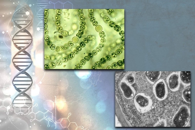 'Nitroplast': Why The Discovery Of This Organelle Is A Landmark Event ...