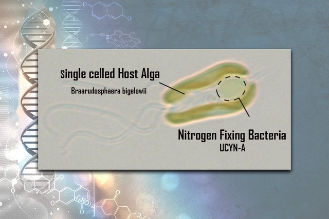 'Nitroplast': Why The Discovery Of This Organelle Is A Landmark Event ...