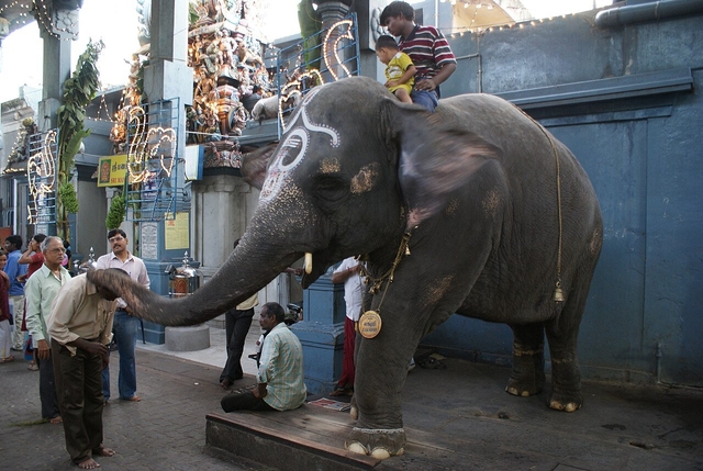 Subbulakshmi’s Tragic Death Highlights Grim Future For Temple Elephants ...