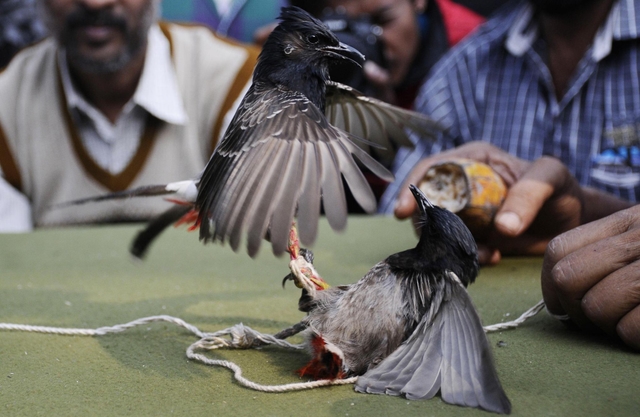 Fight For Tradition: Can Assam Protect Buffalo And Bulbul Fights ...