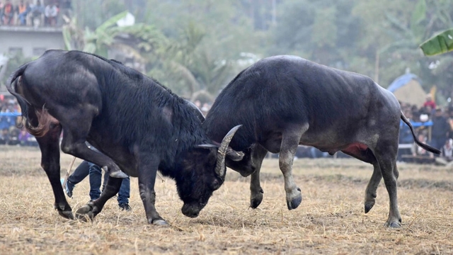 Fight For Tradition: Can Assam Protect Buffalo And Bulbul Fights ...