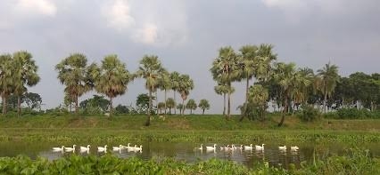 Ground Report: Unfenced Indo-Bangla Border, Aggressive Bangladesh ...