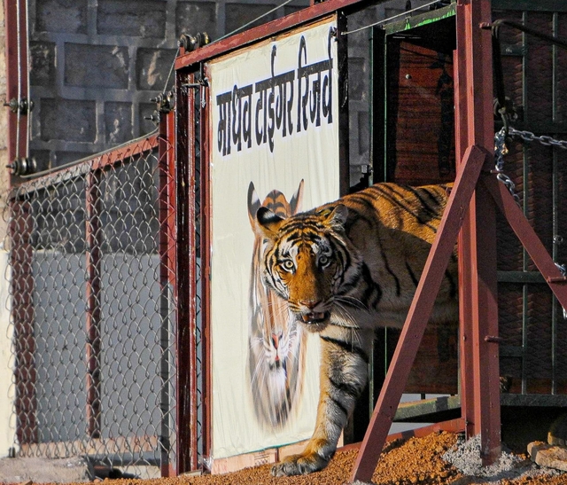 Clawsome Comeback: Everything Madhya Pradesh Did To Triple Its Tiger ...