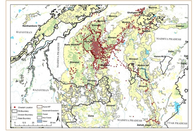 As Project Cheetah Eyes Expansion Across States, Kuno National Park ...