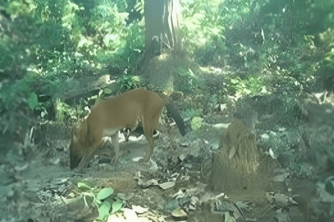 Endangered Asiatic Wild Dog ‘Dhole’ Returns To Assam's Kaziranga-Karbi ...