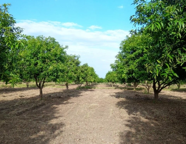 Totapuri Trouble: Why A Mango Price Crash Has Sparked Protests And Panic