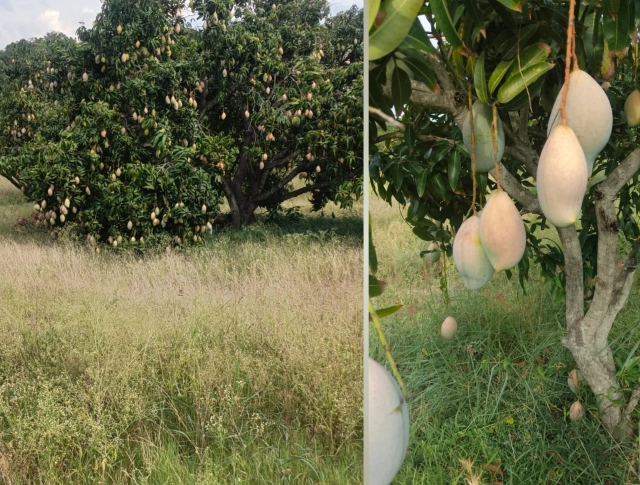Totapuri Trouble: Why A Mango Price Crash Has Sparked Protests And Panic