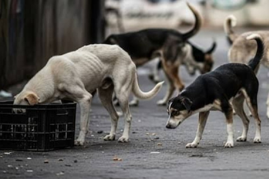 SC To Issue Guidelines On Feeding Stray Dogs In Govt And Public Sector ...