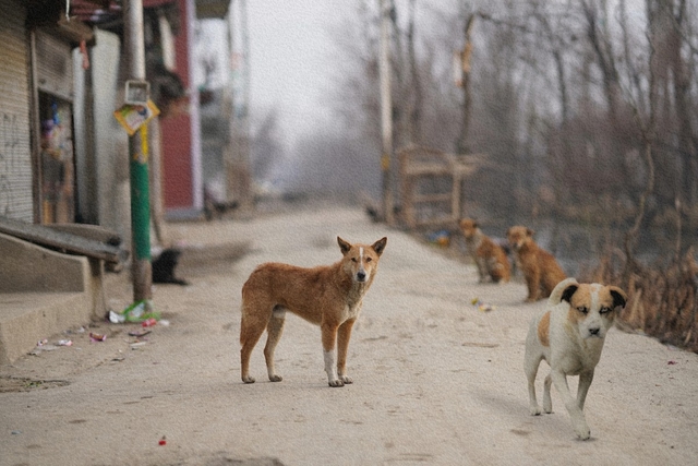 Rajasthan First State To Issue Stray Dog Management Guidelines After SC ...